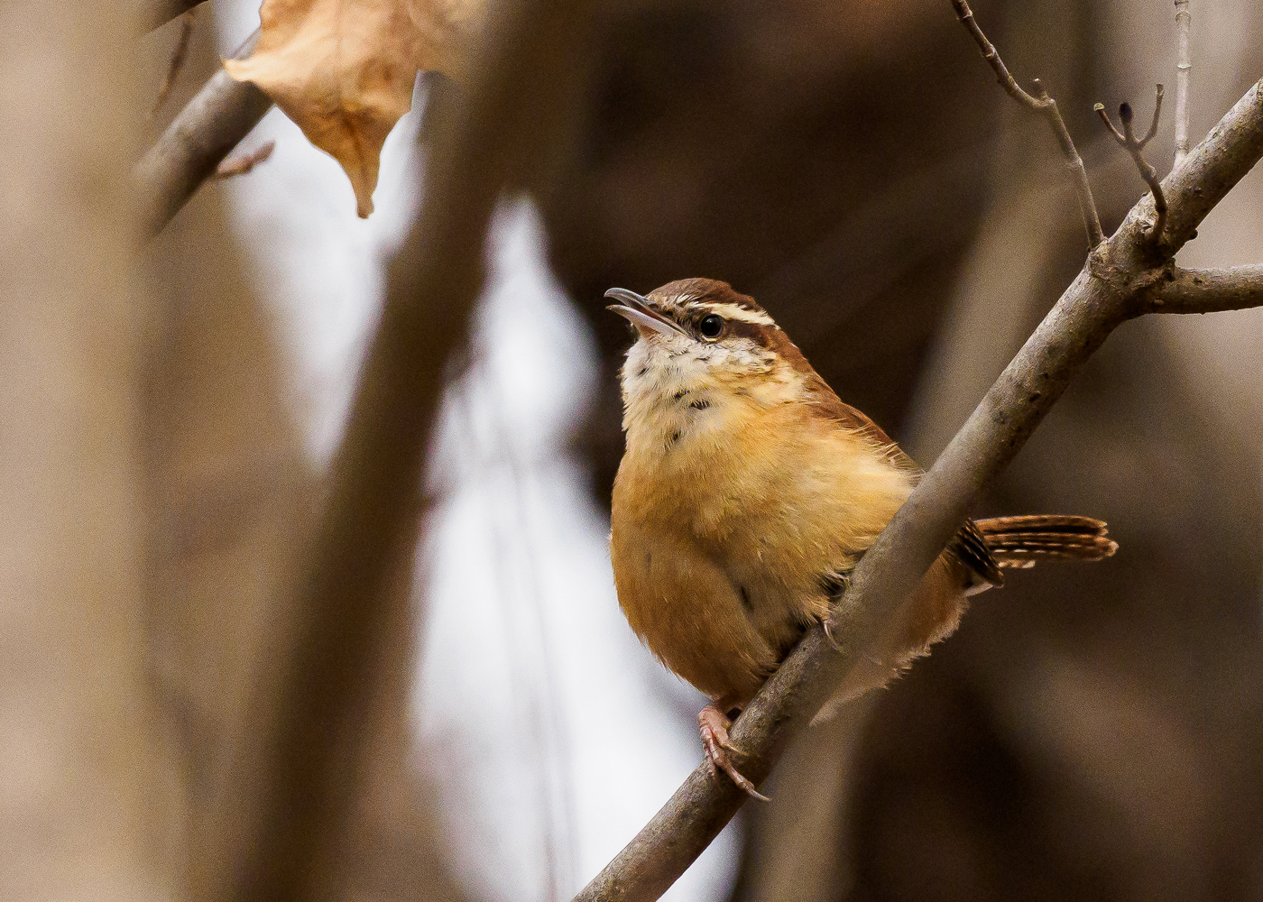 First Tuesday Bird Walk – Juniata Valley Audubon Society