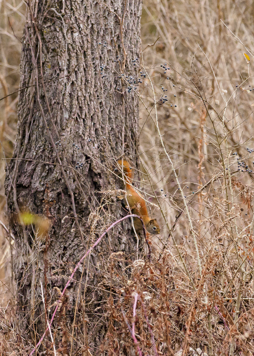 First Tuesday Bird Walk – Juniata Valley Audubon Society