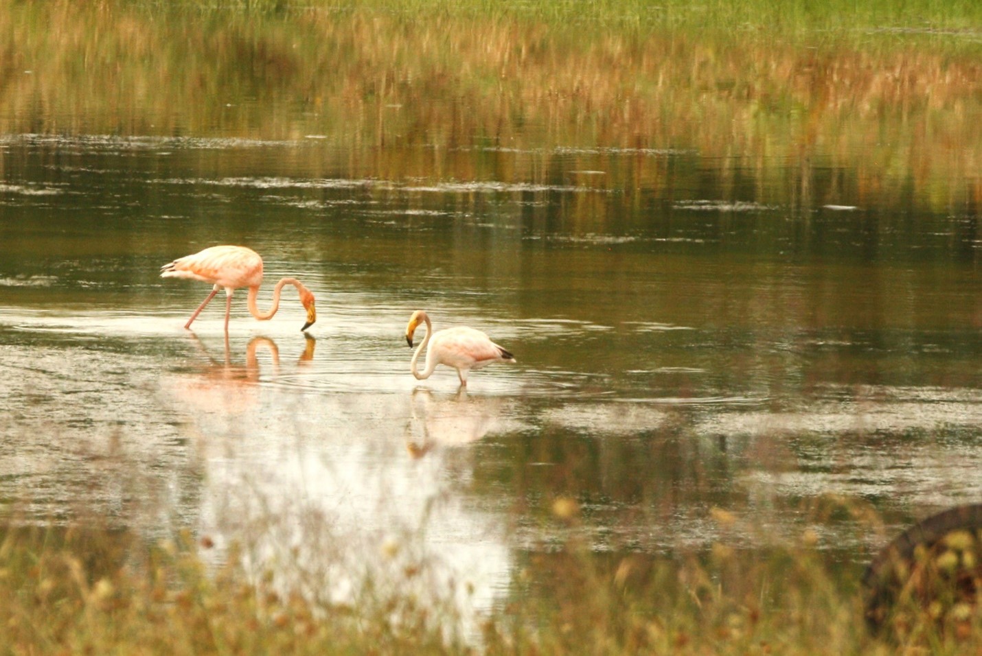 Graceful Giants: American Flamingos Unveiled! – Juniata Valley Audubon ...
