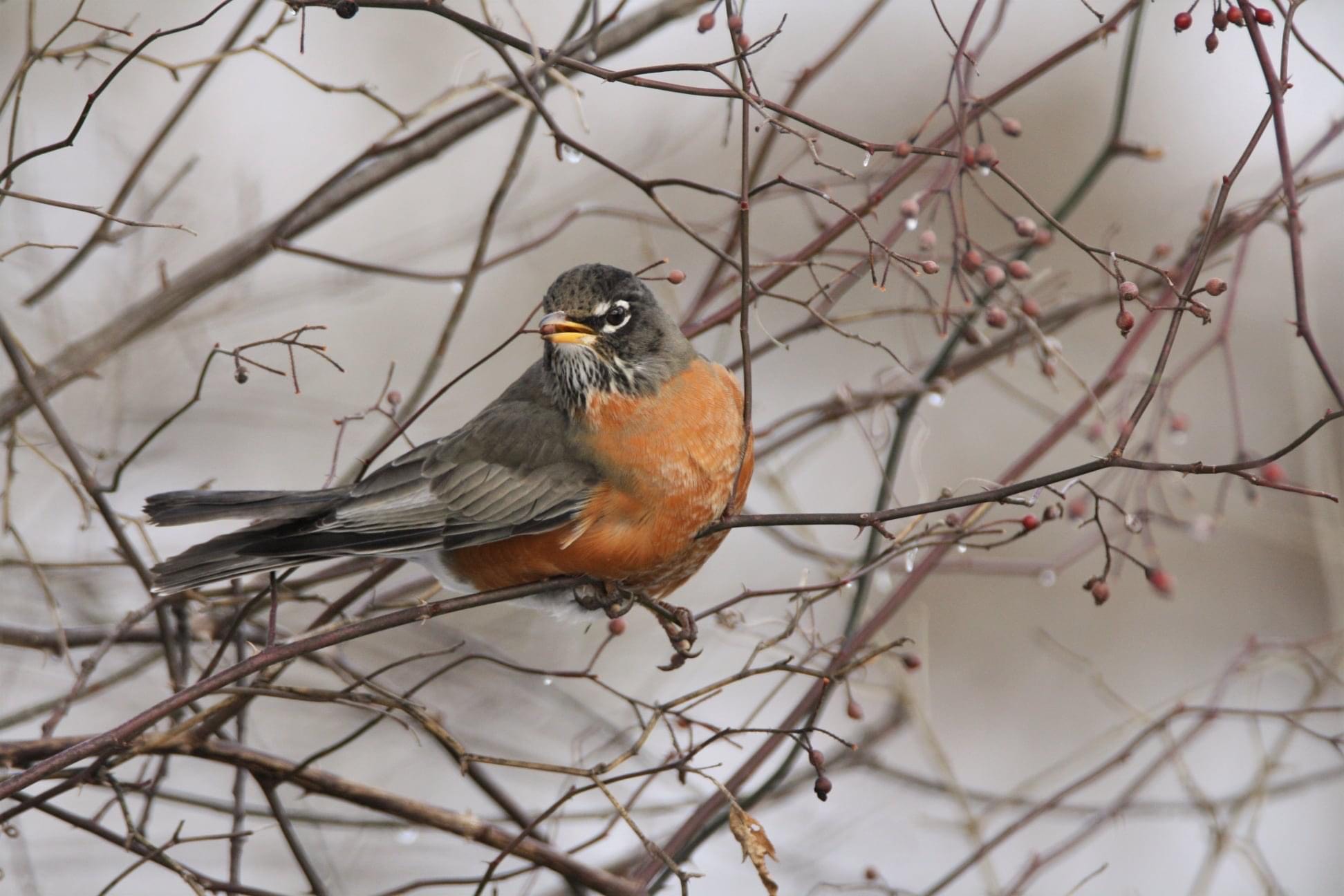 Ray Amato Trail Winter Walk – Juniata Valley Audubon Society