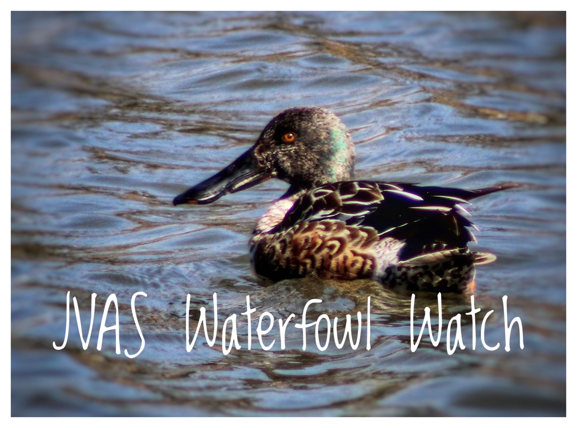 Evening Waterfowl Watch at Canoe Creek – Juniata Valley Audubon Society