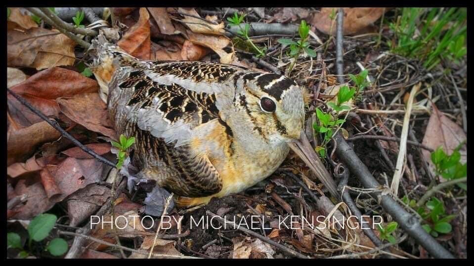 Woodcock Walk on the Ray Amato Trail – Juniata Valley Audubon Society