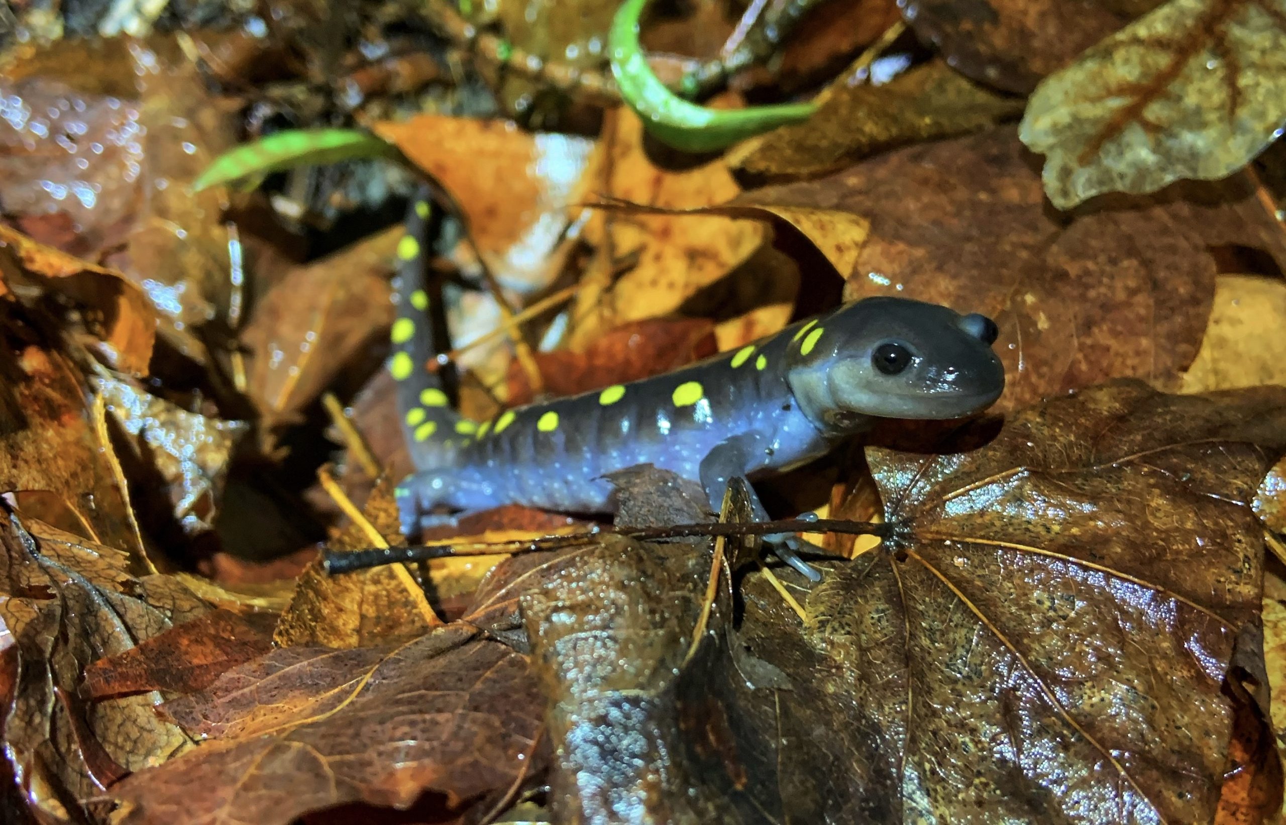 Juniata Valley Audubon Society – Exploring and protecting nature in ...