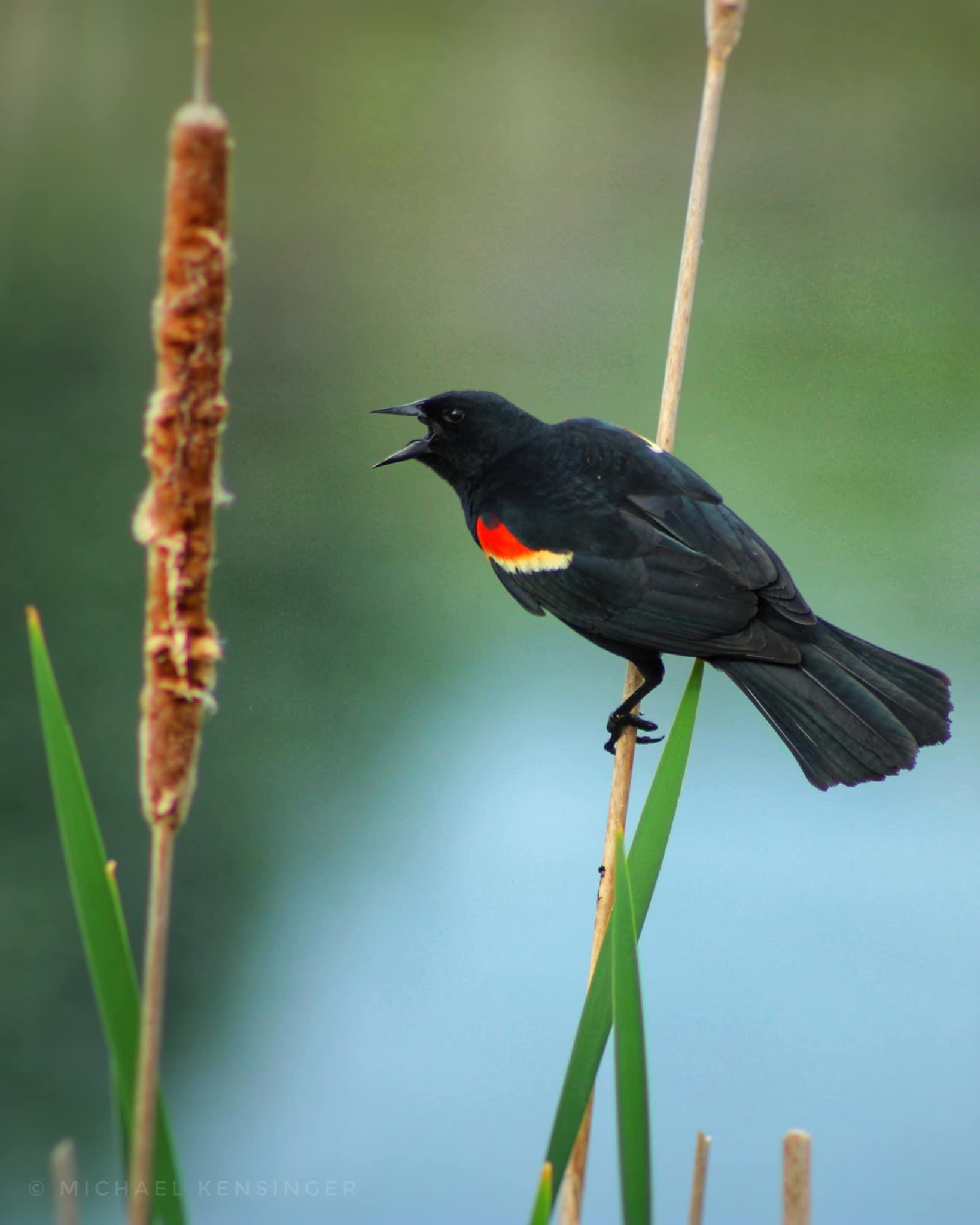 First Tuesday Bird Walk at Ray Amato Trail – Juniata Valley Audubon Society