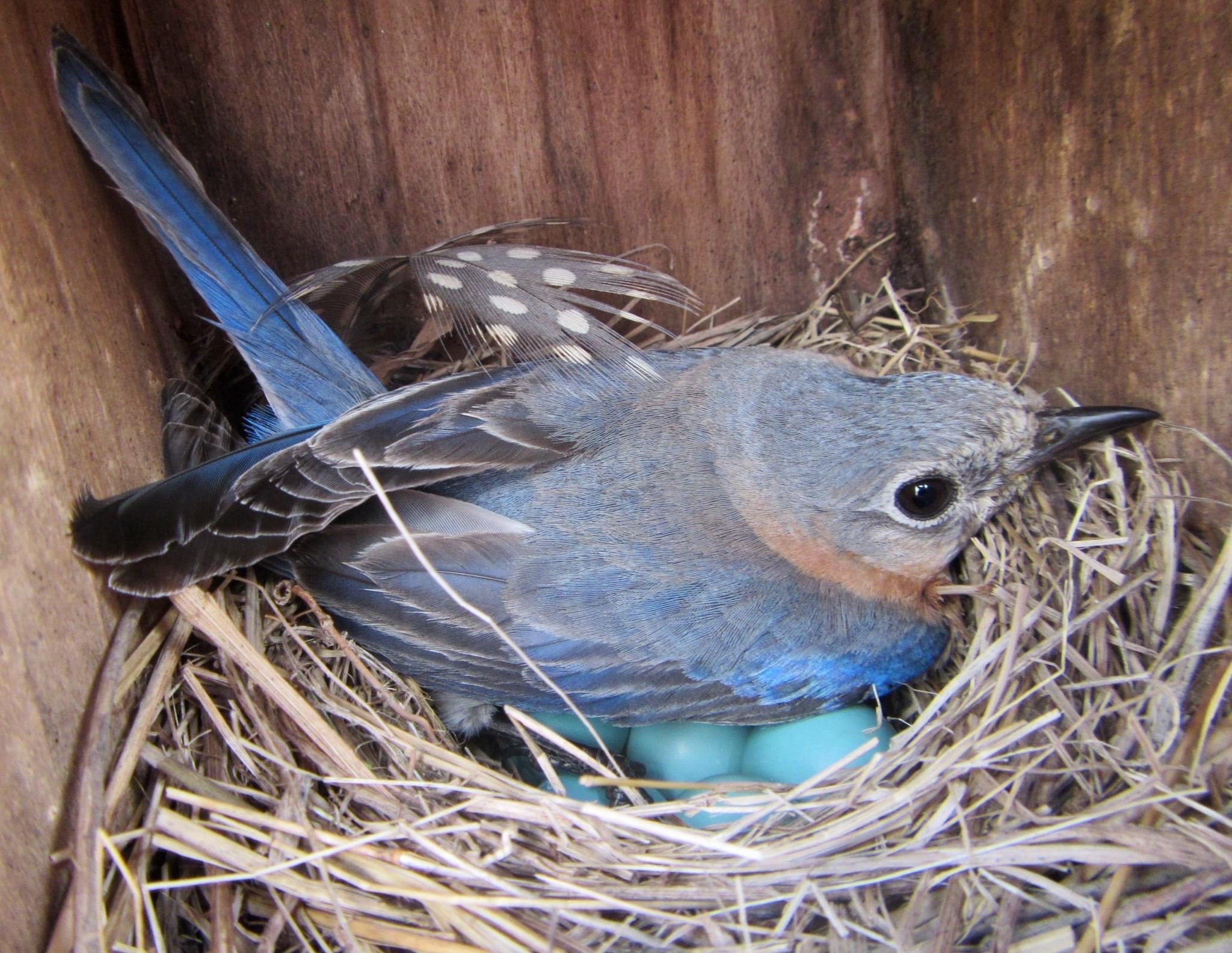 Fort Roberdeau Naturalist Walk – Juniata Valley Audubon Society