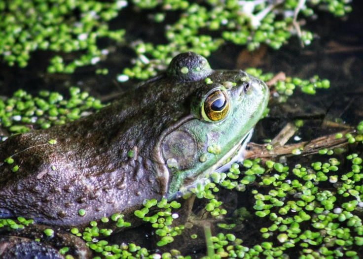 bullfrog – Juniata Valley Audubon Society