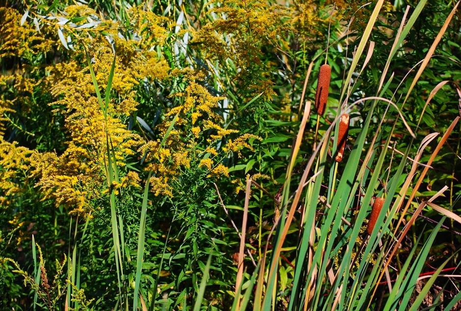 Milbrook Marsh Nature Center – Juniata Valley Audubon Society