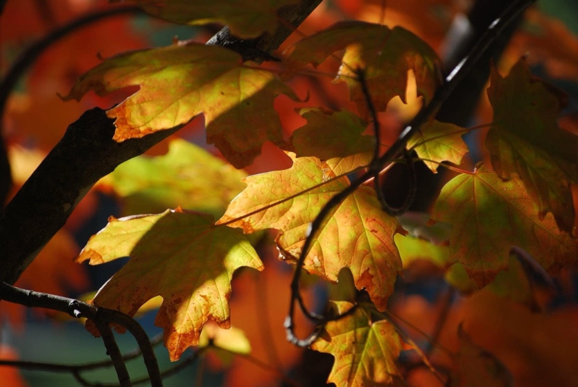 First Tuesday Walk at Ray Amato Trail – Juniata Valley Audubon Society