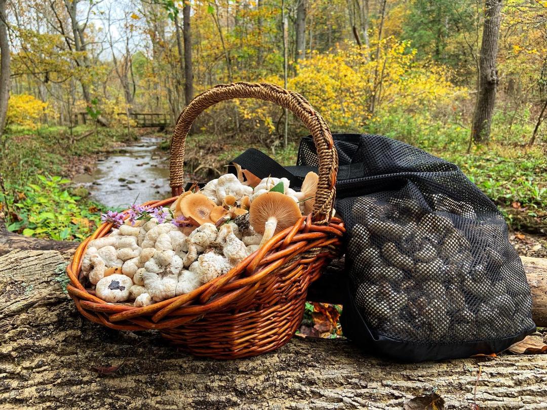 Fabulous Fall Fungi with Michael Kensinger – Juniata Valley Audubon Society