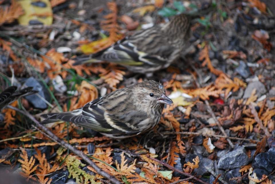 First Tuesday Walk at Ray Amato Trail – Juniata Valley Audubon Society